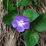 Weed Identification & Control | South Gippsland Landcare Network