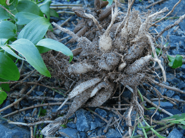Weed Identification & Control | South Gippsland Landcare Network