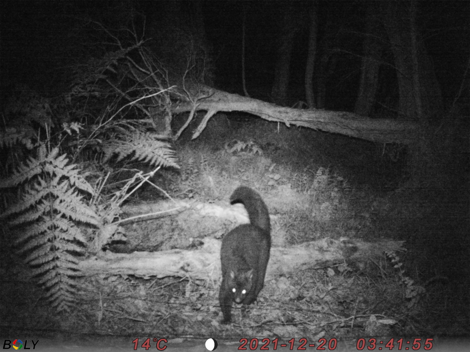 Watch wildlife videos from camera traps | South Gippsland Landcare Network