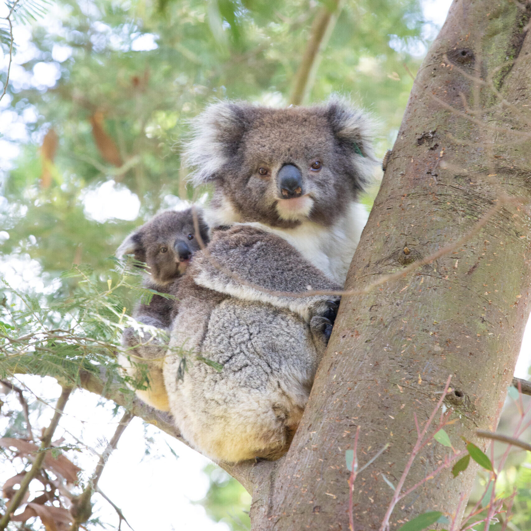 South Gippsland Landcare Fund | South Gippsland Landcare Network